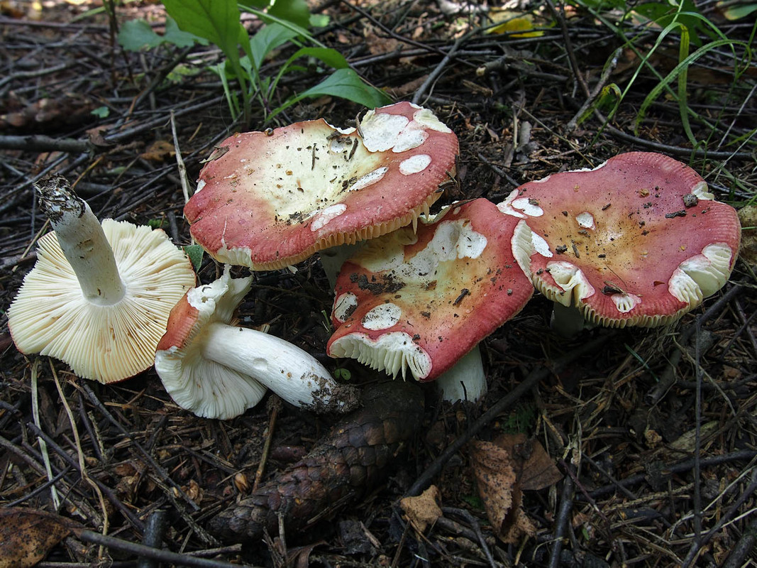 Russula sp3 2 SAE 20200804 — Postimages