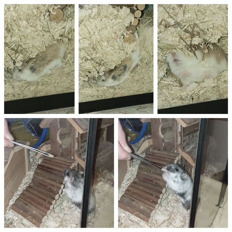 hamster forum 10 02 2024 — Postimages