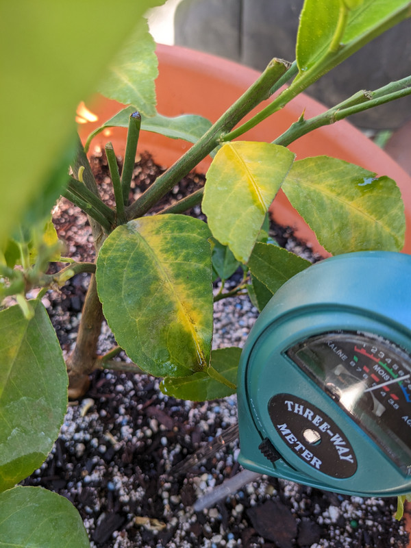 HELP! My lemon tree is in distress 🥺 : r/Citrus