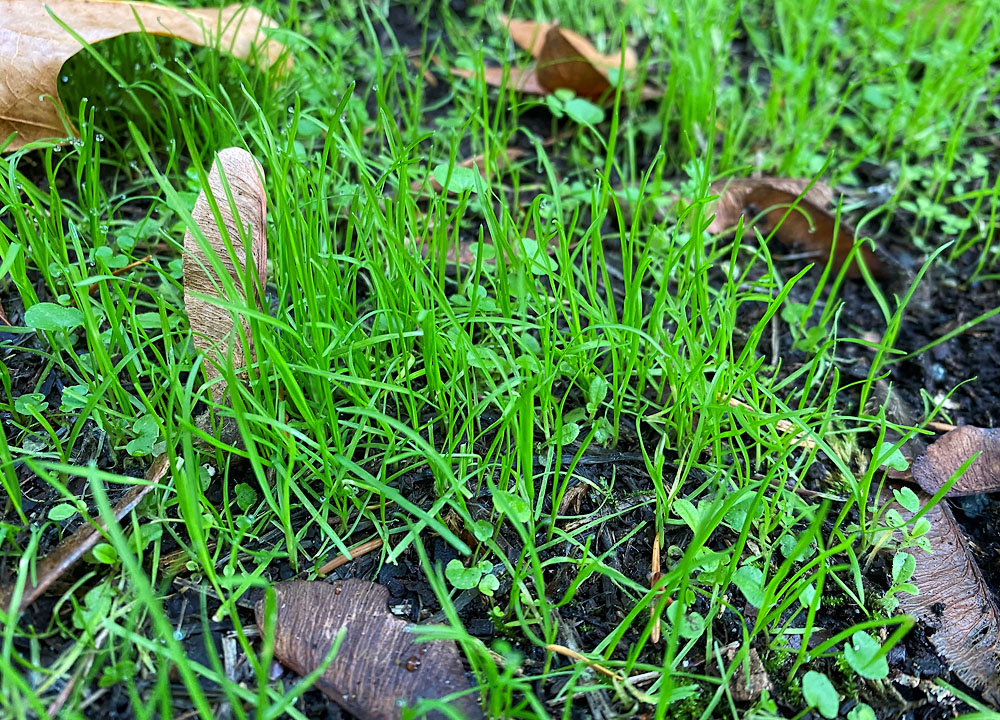 Some "natural" grass on the side of the road | Lawn Care Forum