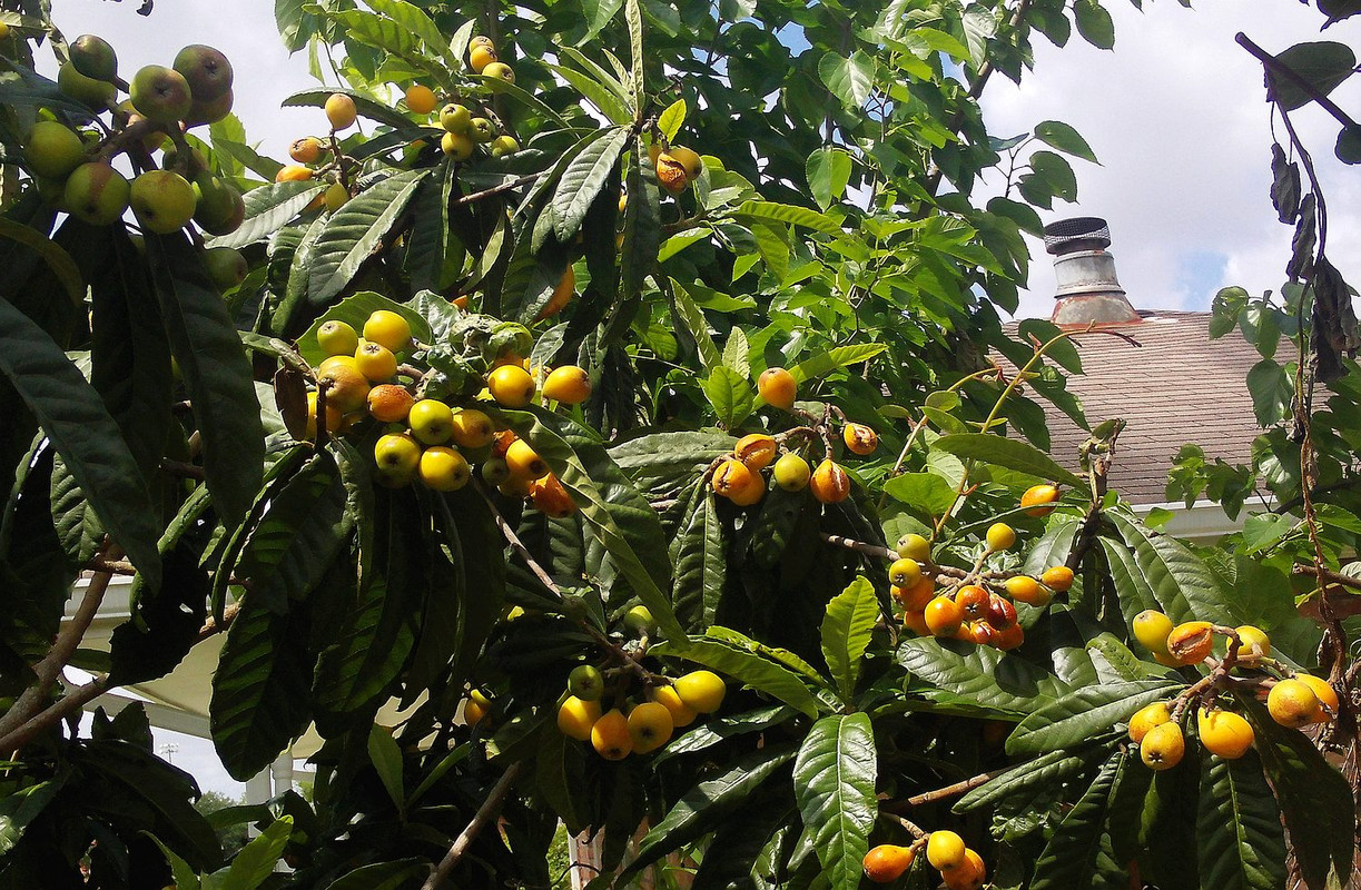 loquat jap fruit — Postimages
