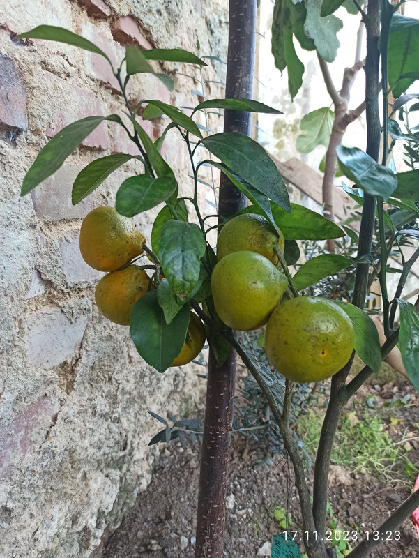IMG 20231117 132343 — Postimages