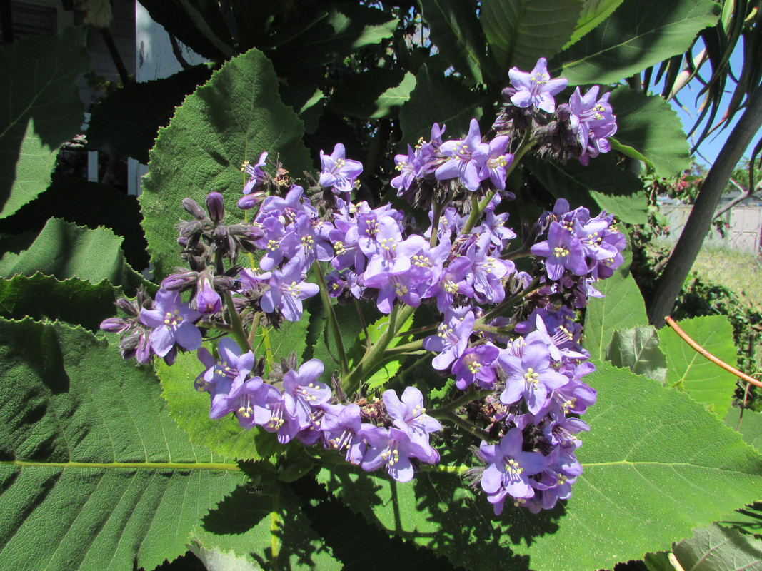 IMG 5392 — Postimages