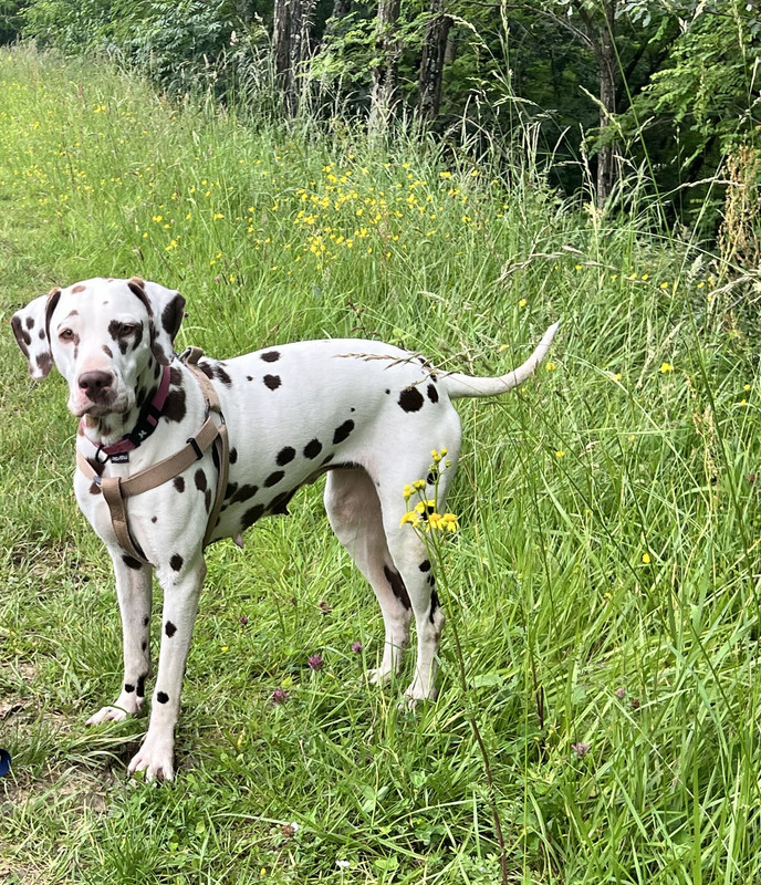 IMG 6789 — Postimages