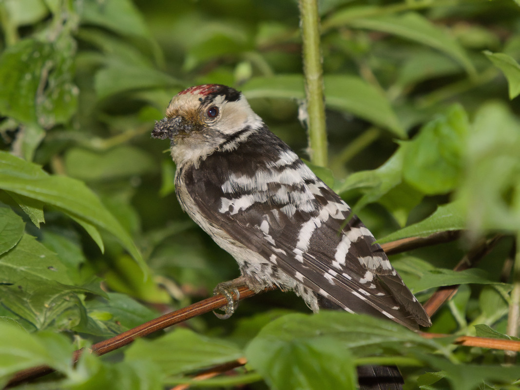 DSC05715 topaz denoise sharpen — Postimages