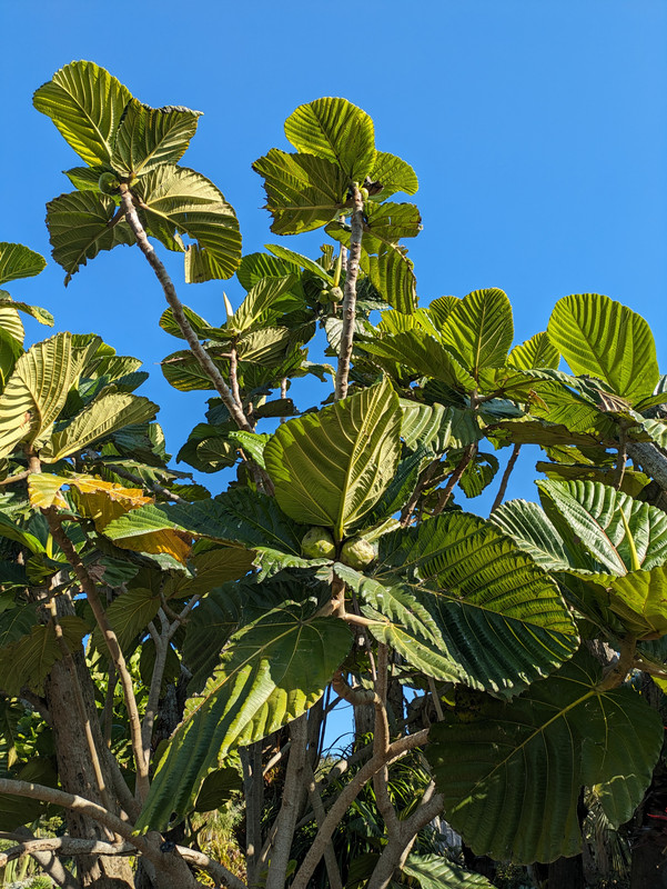 fig 5 — Postimages