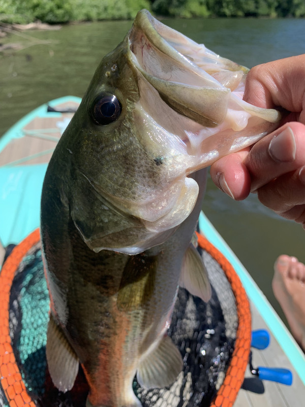 The Dot - General Bass Fishing Forum - Bass Fishing Forums