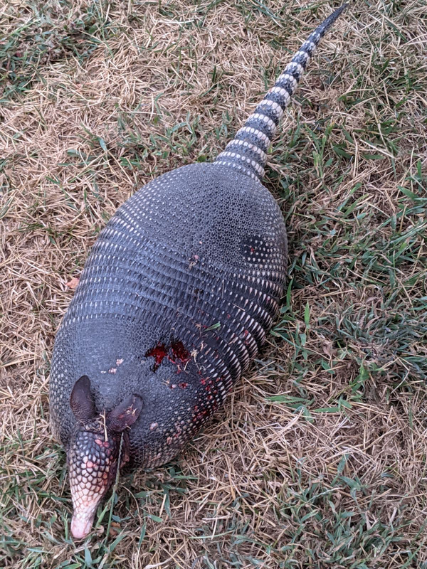 Zombie Thread Armadillo invasion - ChiefsPlanet
