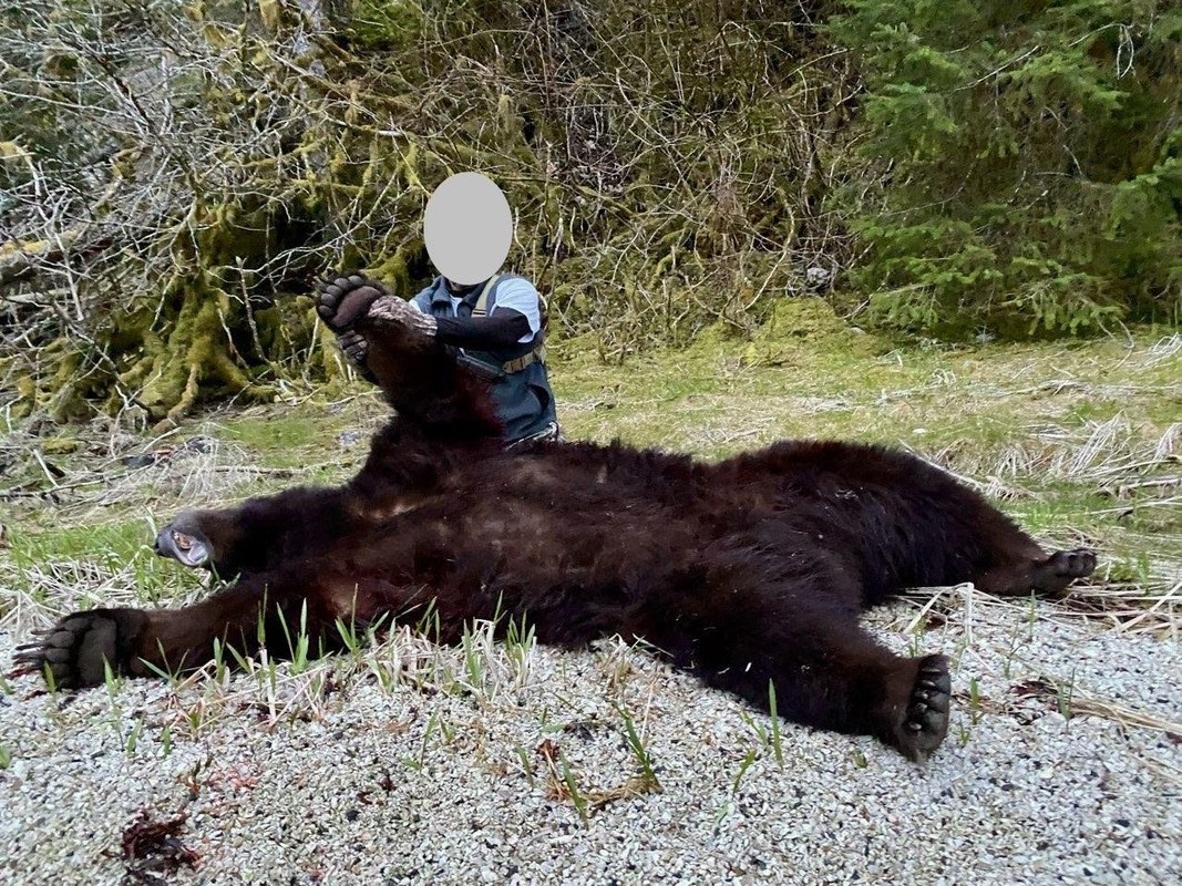Just Got the Call: Very Good Bear Down! - 24hourcampfire