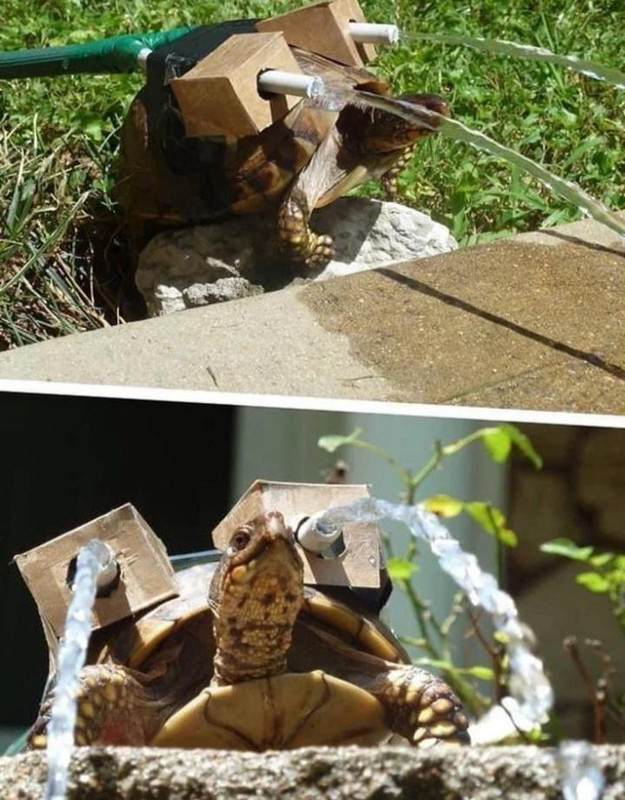 funny turtle animals Pokemon 7979261 — Postimages