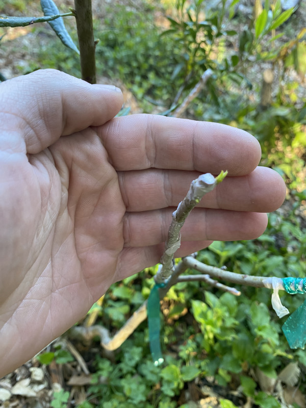 5657 DEDA 5916 40 A7 AF7 A F447 BCAFAA91 — Postimages