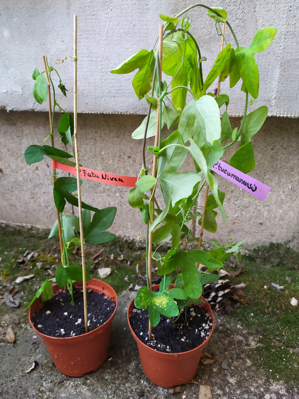 IMG 20230907 152300 — Postimages