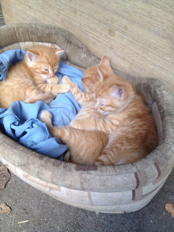 Saved Image(296) — Postimages