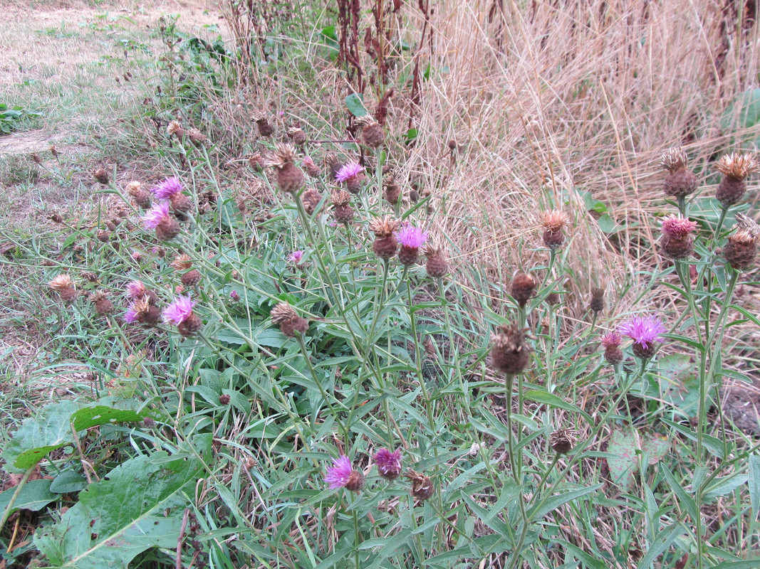 knapweed seed head — Postimages
