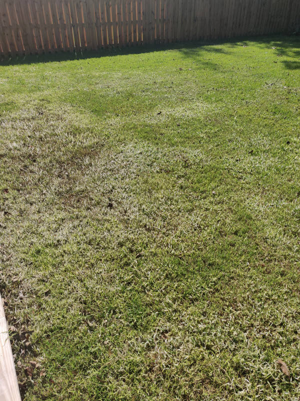 Before and after Tenacity herbicide weed infested yard | Lawn Care Forum