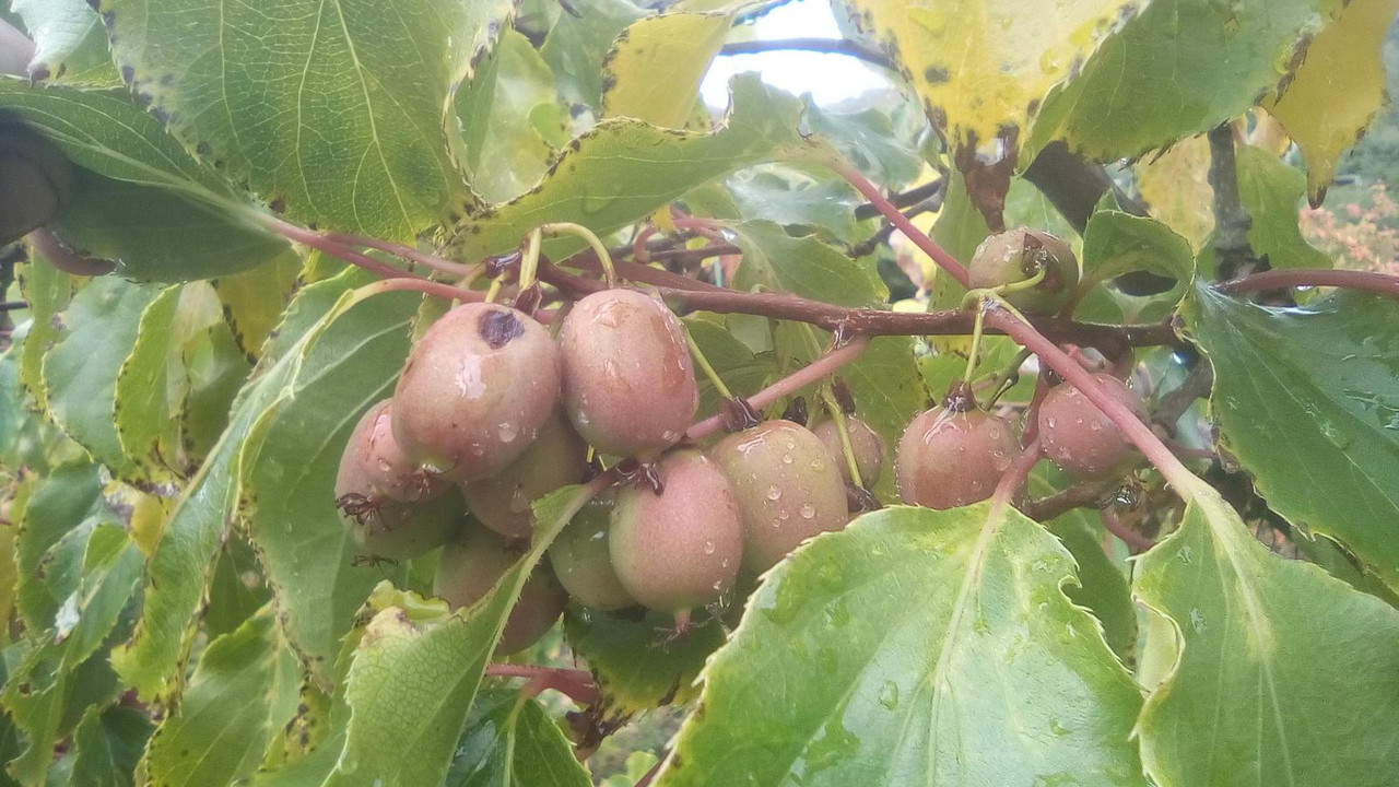 IMG 20190927 122013 — Postimages