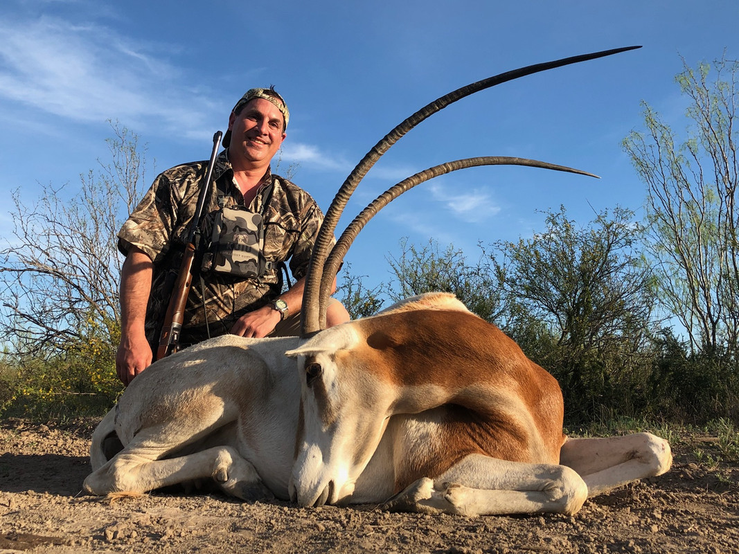 Nilgai vs scimitar oryx - 24hourcampfire