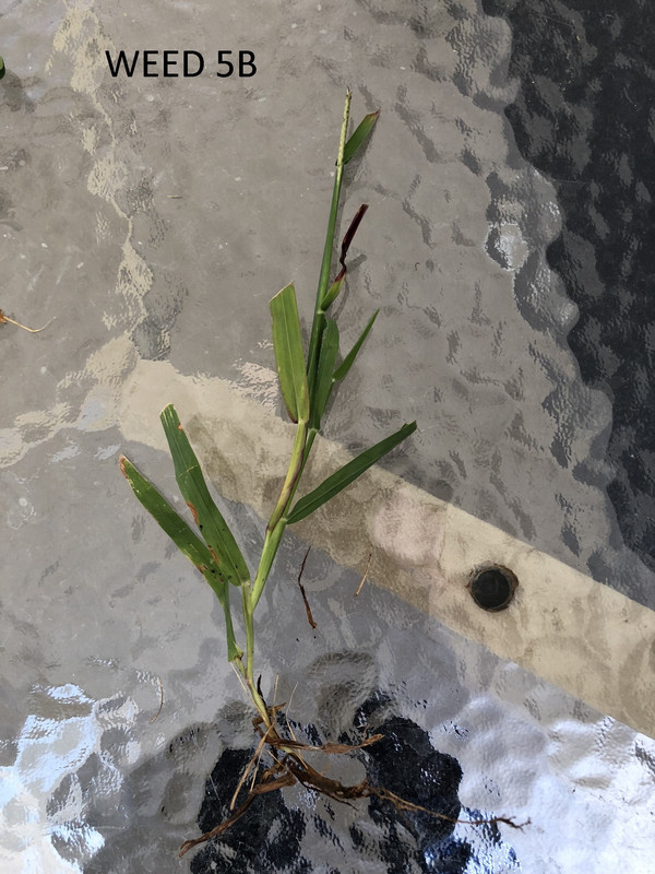 WEED 5B — Postimages