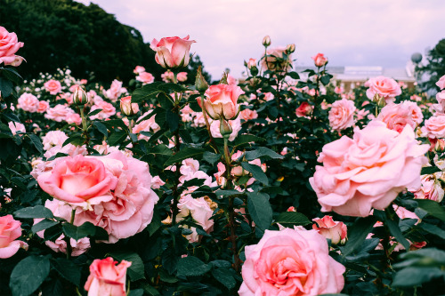 roses — Postimages