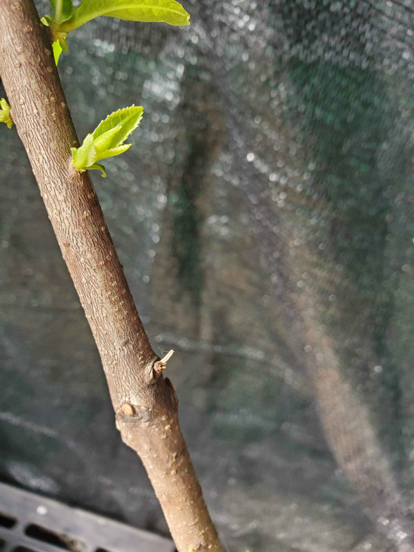 Biqi male leaves — Postimages