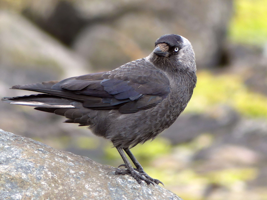 JACKDAW 8 230724 — Postimages