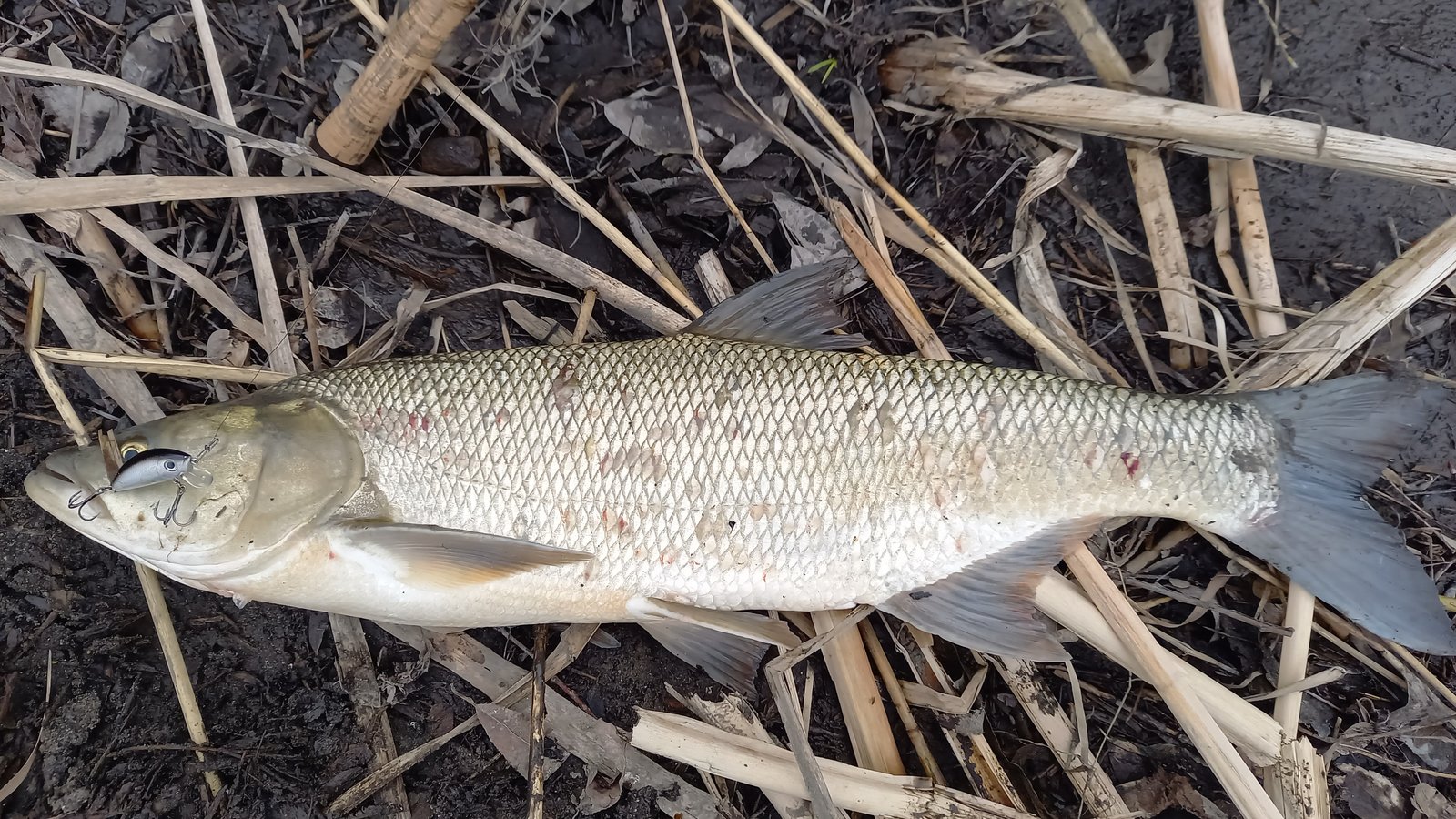 20220425 115719 — Postimages