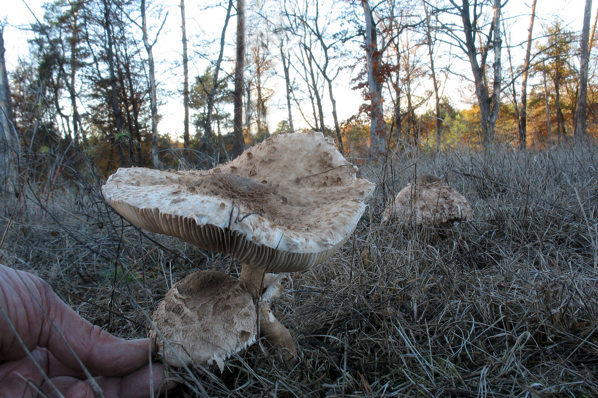 IMG 7096 — Postimages