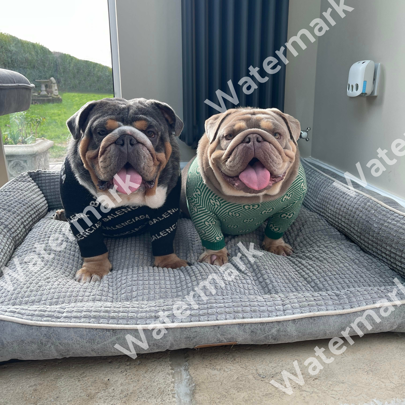 Dog WM — Postimages