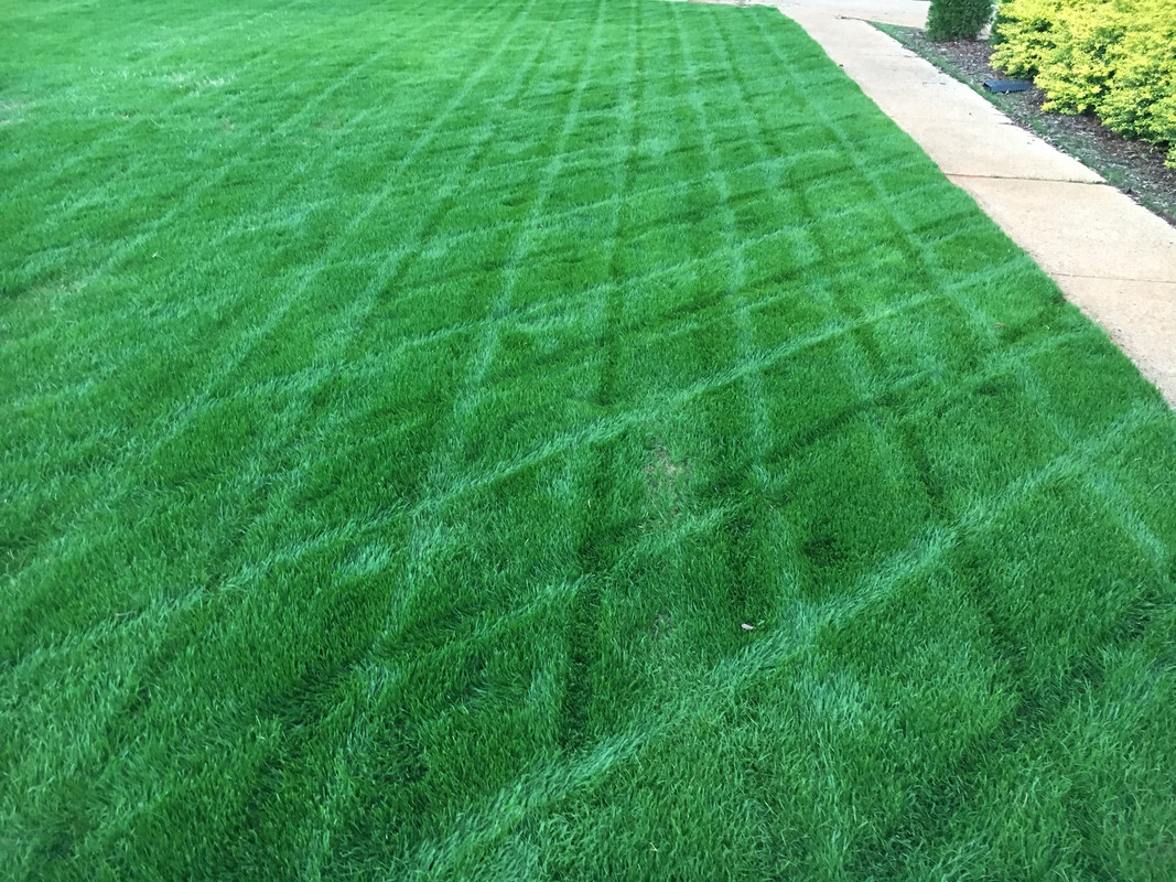 Renovation via stolonizing TIFTUF | Page 16 | Lawn Care Forum