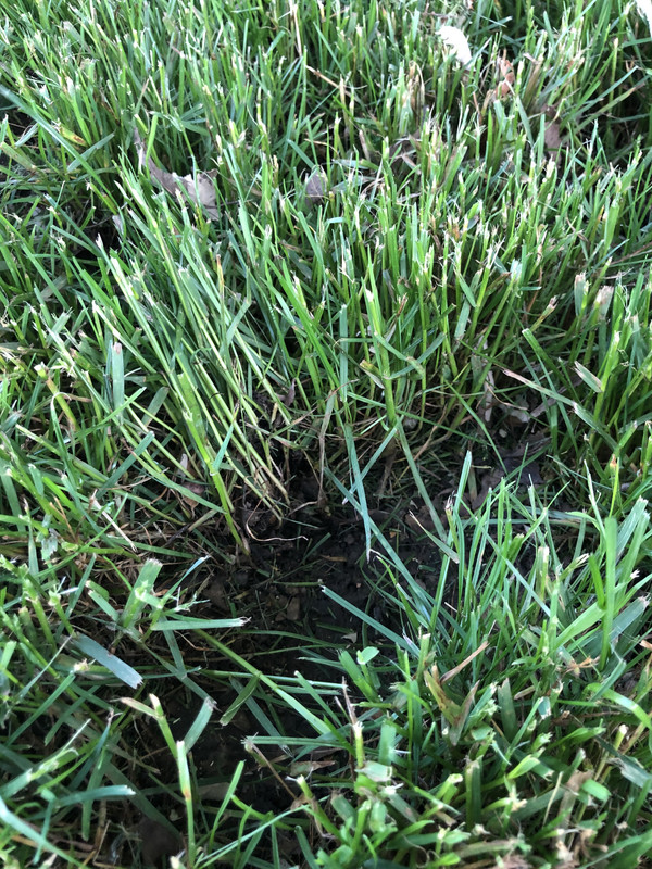 Stalky Perennial Ryegrass | Lawn Care Forum