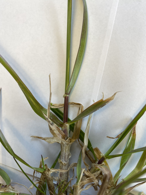 Annual Ryegrass and mystery clump? | Lawn Care Forum