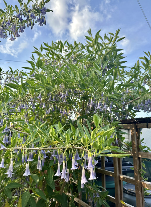 IMG 1336 — Postimages