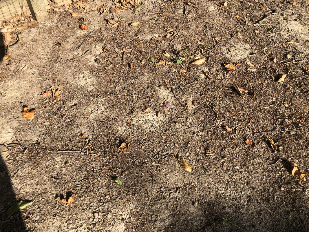 Dry/ Hard soil | Lawn Care Forum