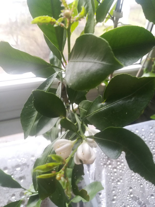 IMG 20240210 150516 — Postimages