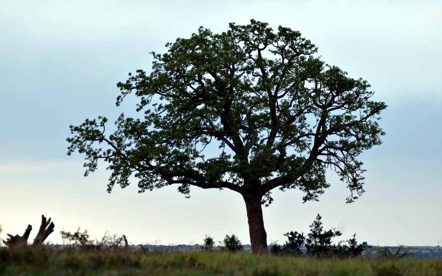 Trees - Page 233 - PentaxForums.com