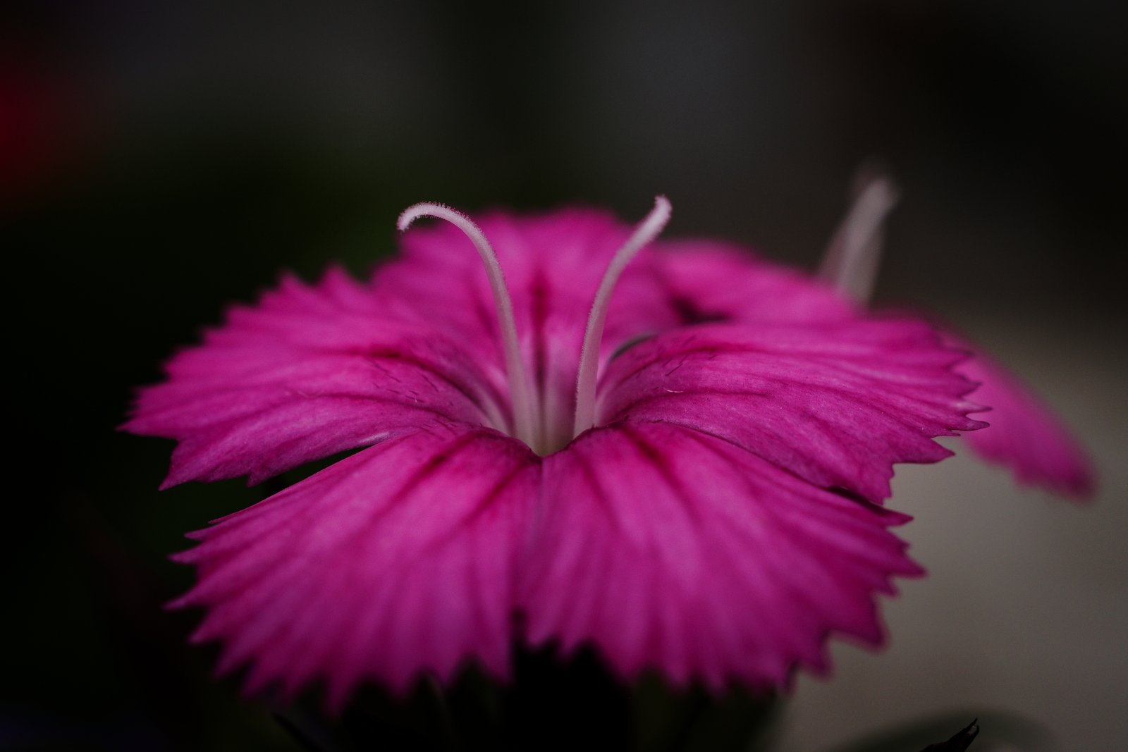 Tiny flower — Postimages