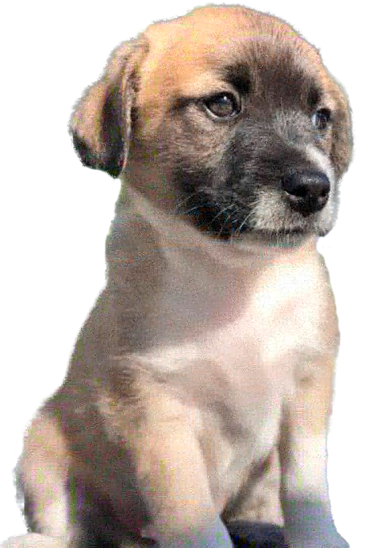 background out dog — Postimages