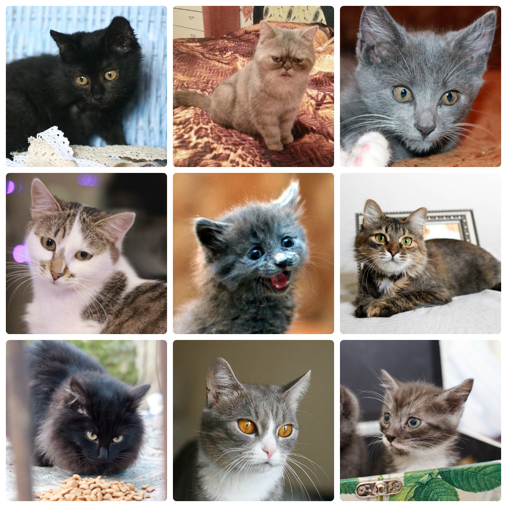 collage photocat4 — Postimages