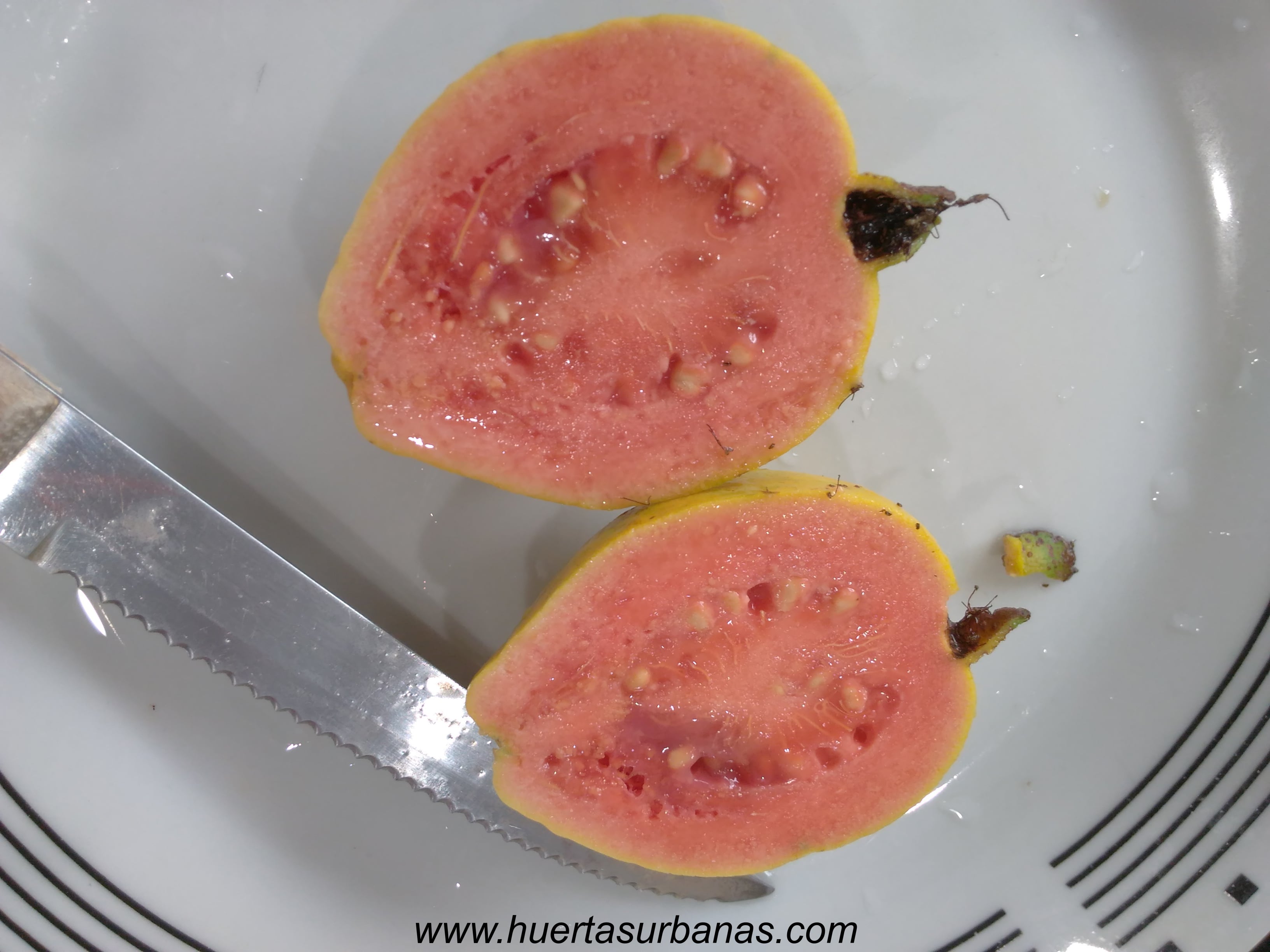 huertasurbanas com 20170324 130942guayaba angola — Postimages