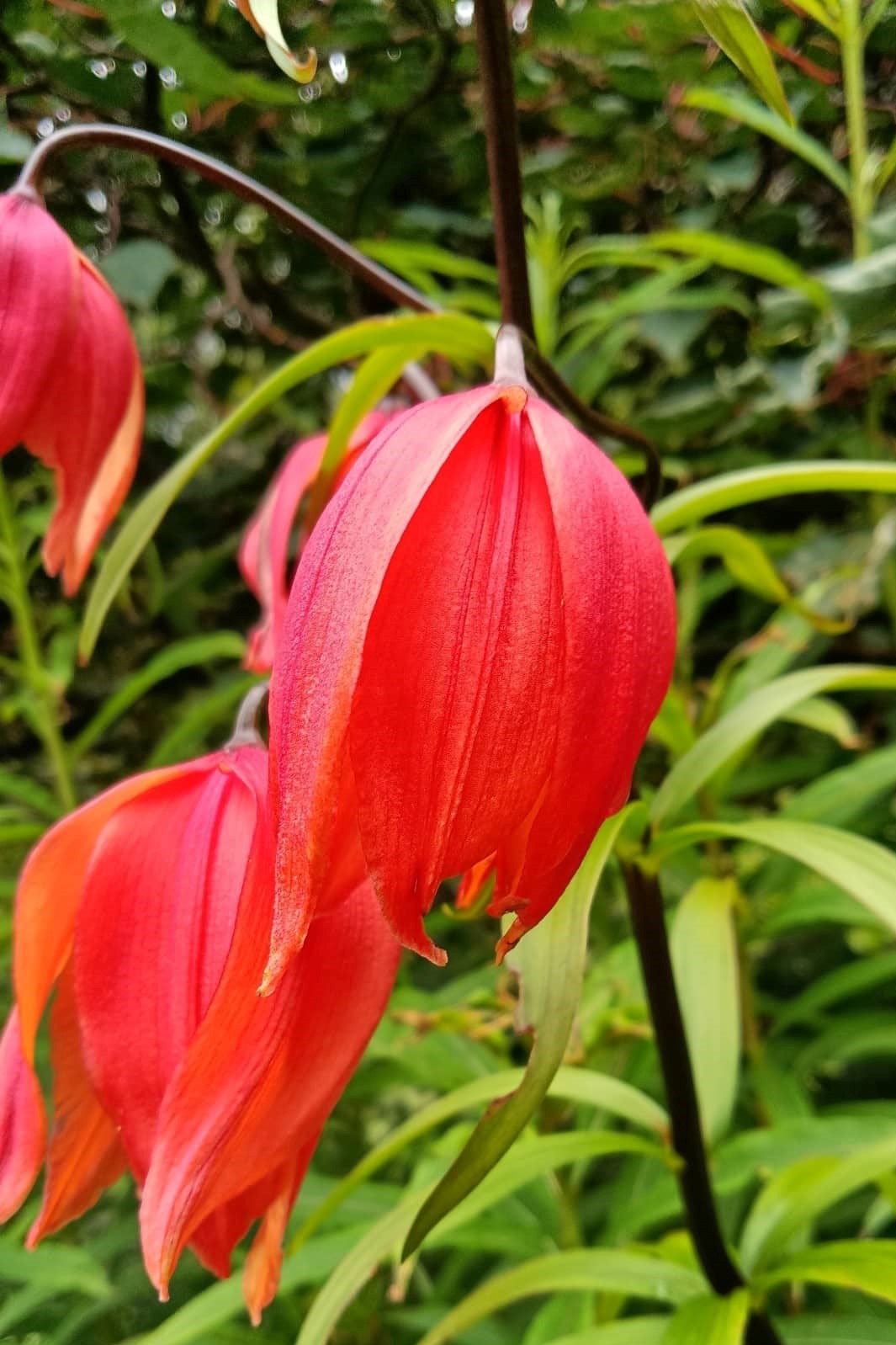 Lilium basilissum IR 1b — Postimages