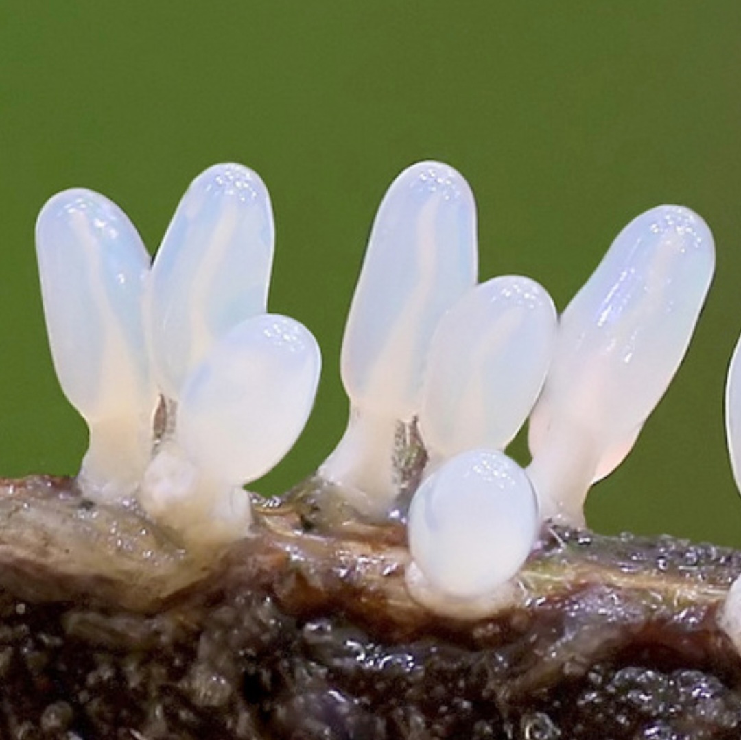 Do I have an egg laying visitor? : r/gardening