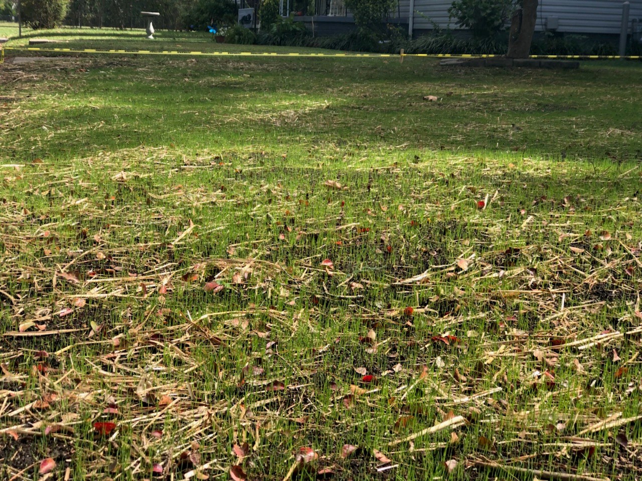 sister lawn — Postimages