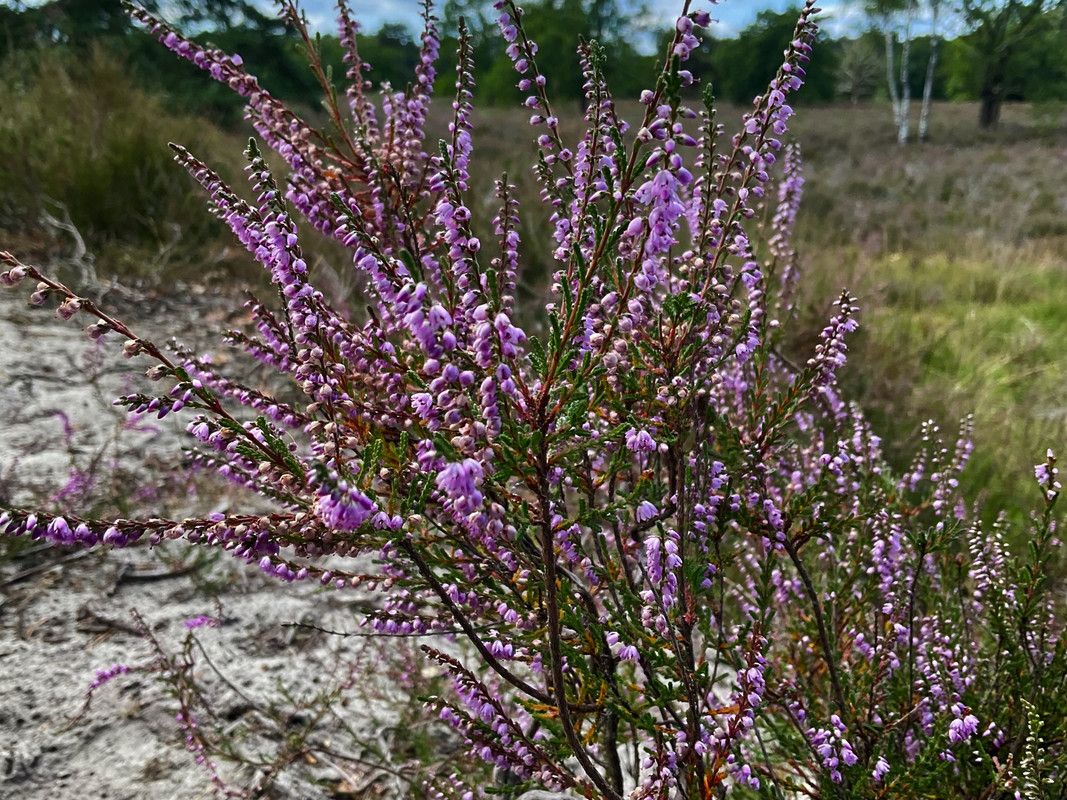 15 C2 D8 A7 0 C21 415 B A946 259 A84 D979 C2 — Postimages