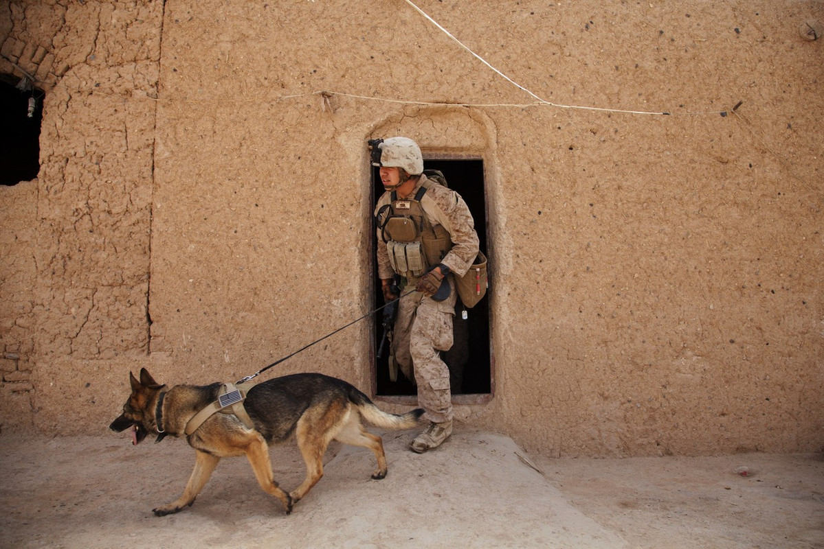 USMC K9 Marine Air Ground Task Force Crisis Response Central Co ...