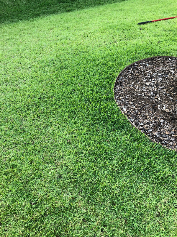 Grass around tree — Postimages