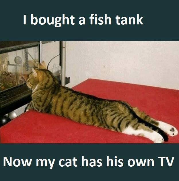 I bought a fish tank funny cat meme — Postimages
