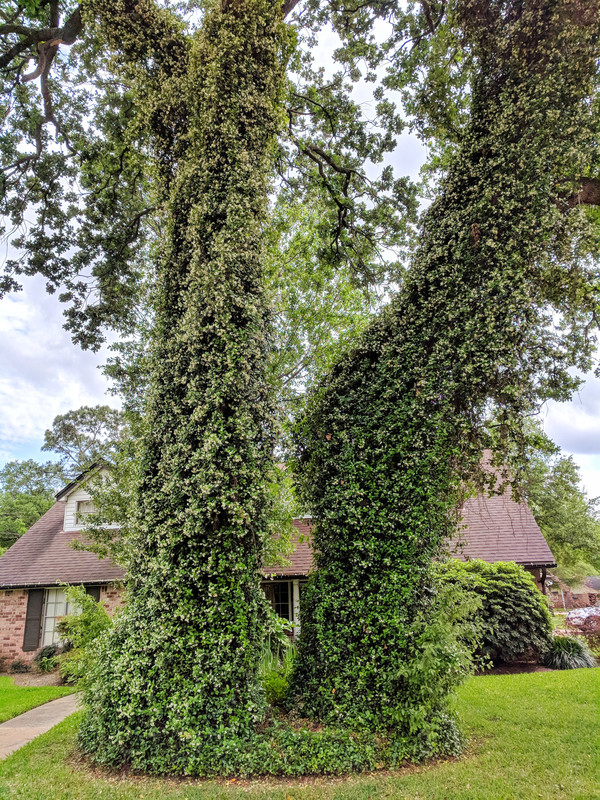 Can you wrap a flower vine around a tree? (spiders, grow, Honeysuckle ...