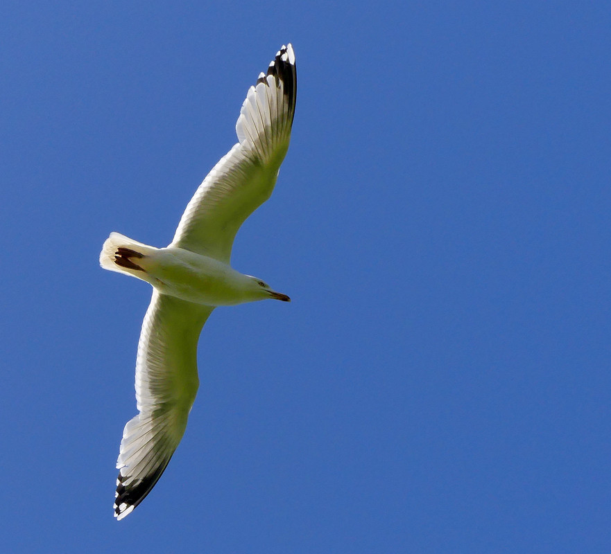 FLYING HERRING GULL 4 010624 — Postimages