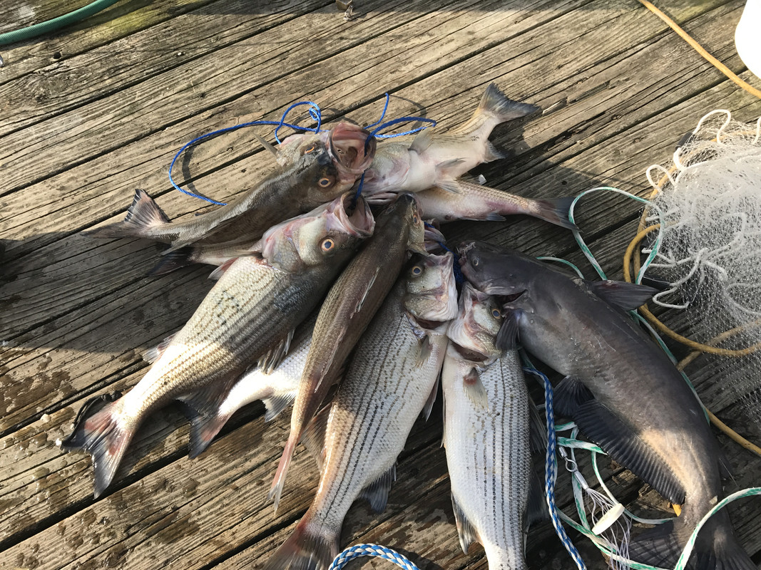 IMG 1687 — Postimages