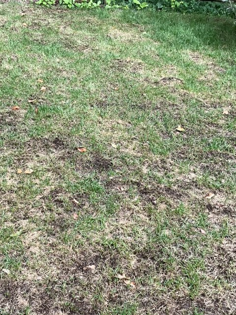 New sod help! | Lawn Care Forum